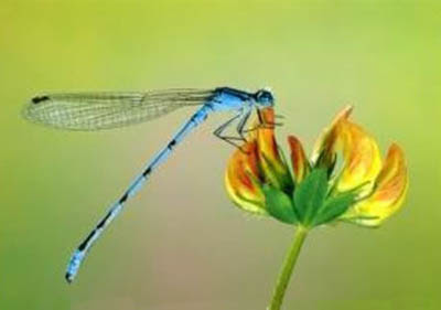 ...LIBELULA...: ...LIBELULA...